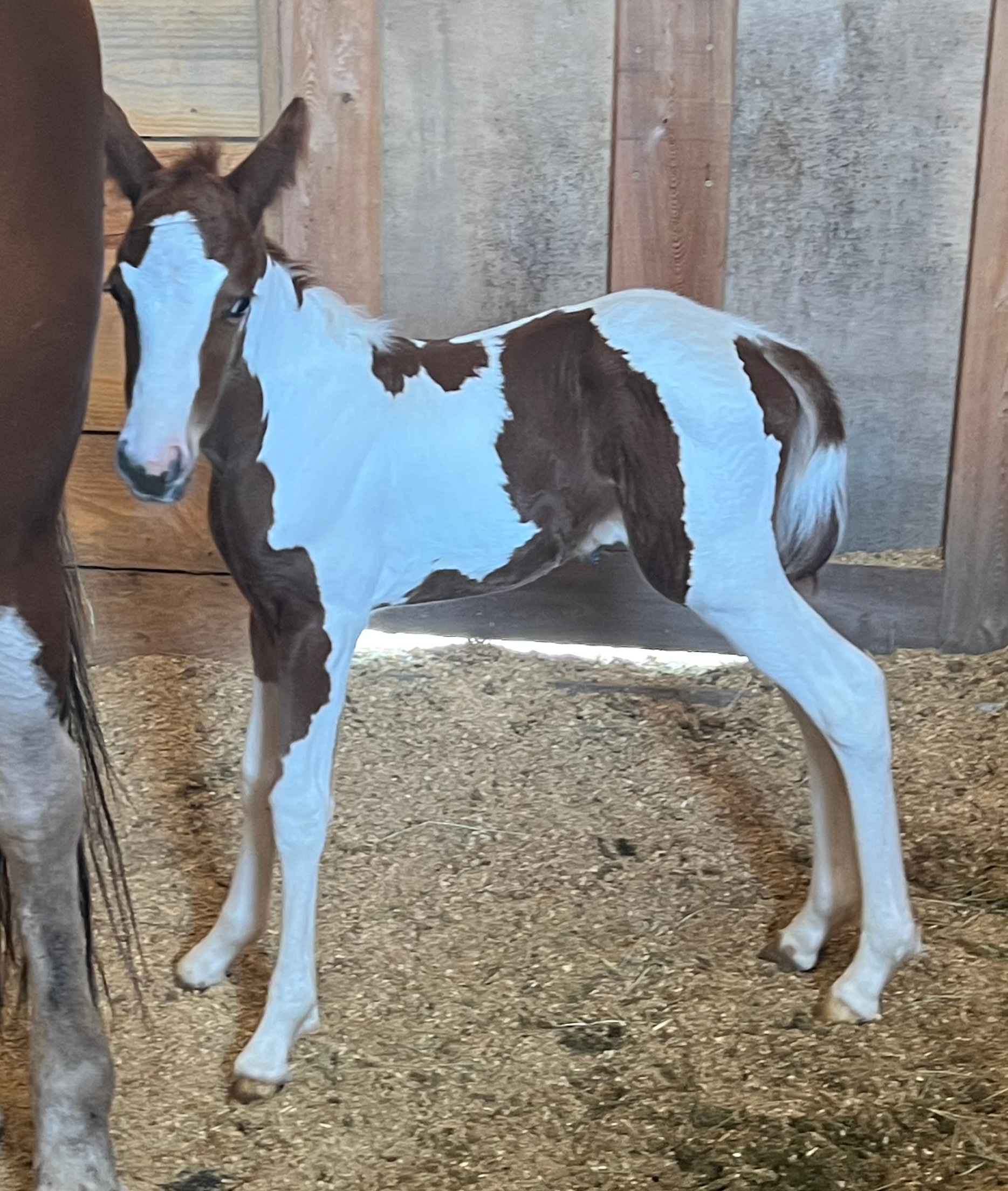 PMF Dream Come True - The Traditional Cob Registry