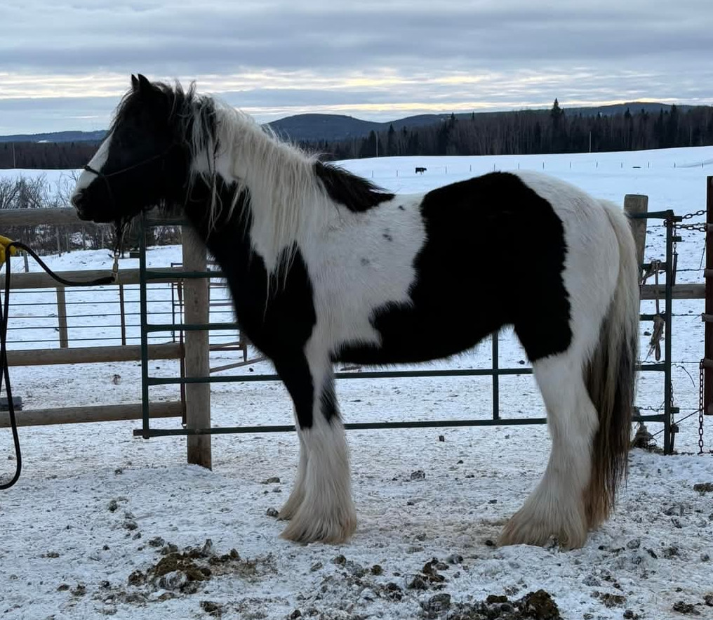Gypsy Horse Ranch Eclipse - The Traditional Cob Registry