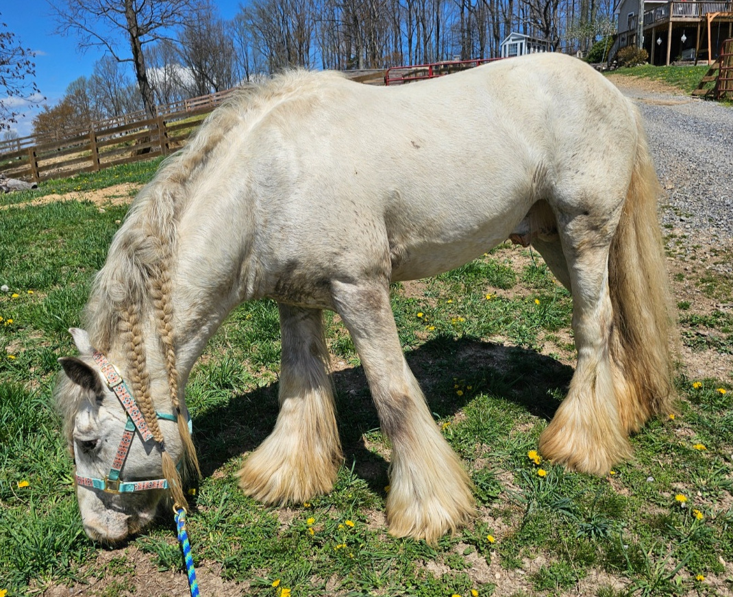 King of the South - The Traditional Cob Registry