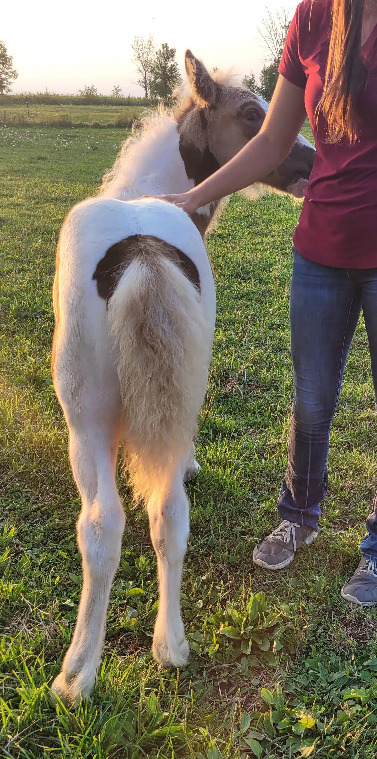 FTF The Crippled Cob - The Traditional Cob Registry