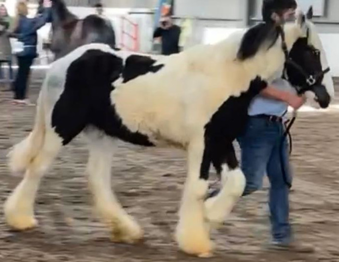 Cleggan Kayce - The Traditional Cob Registry