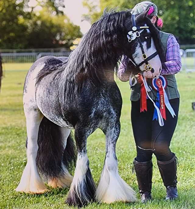 The Ace of Kings - The Traditional Cob Registry