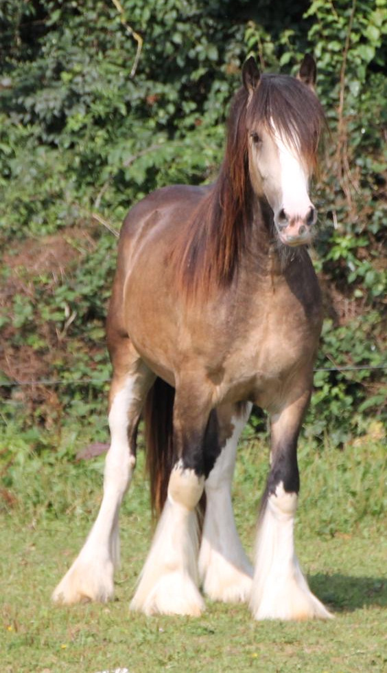 Kilmurray Prince of Denver - The Traditional Cob Registry