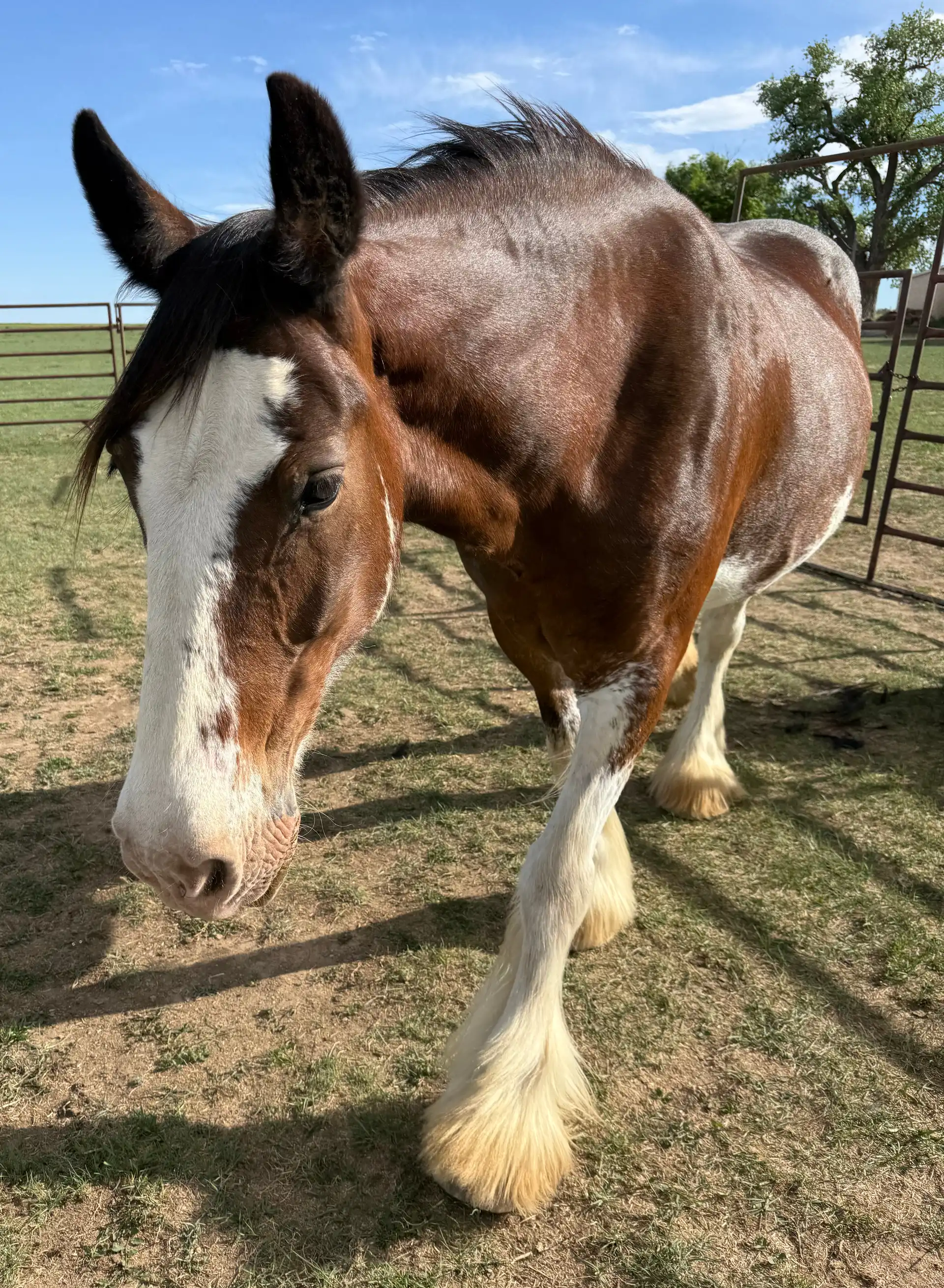 Belle' Faithful Grace - The Traditional Cob Registry