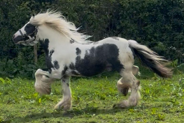 Picnic - The Traditional Cob Registry
