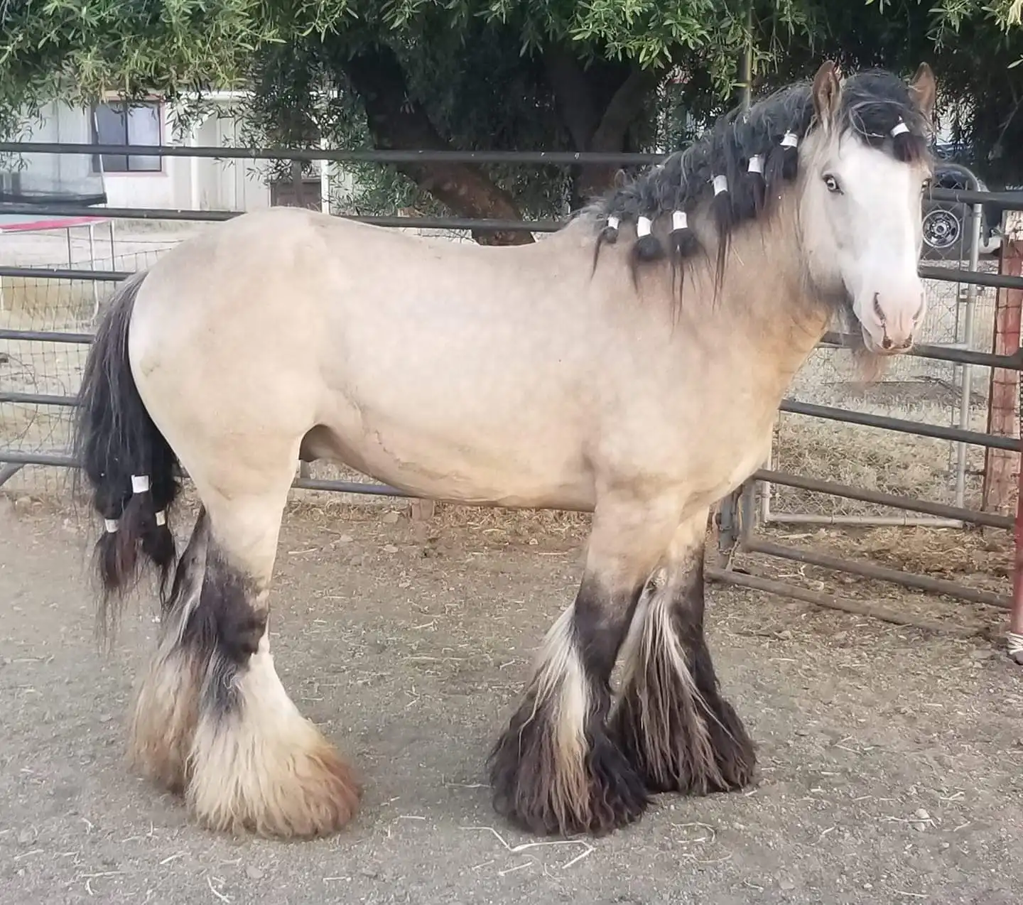 California Kid - The Traditional Cob Registry