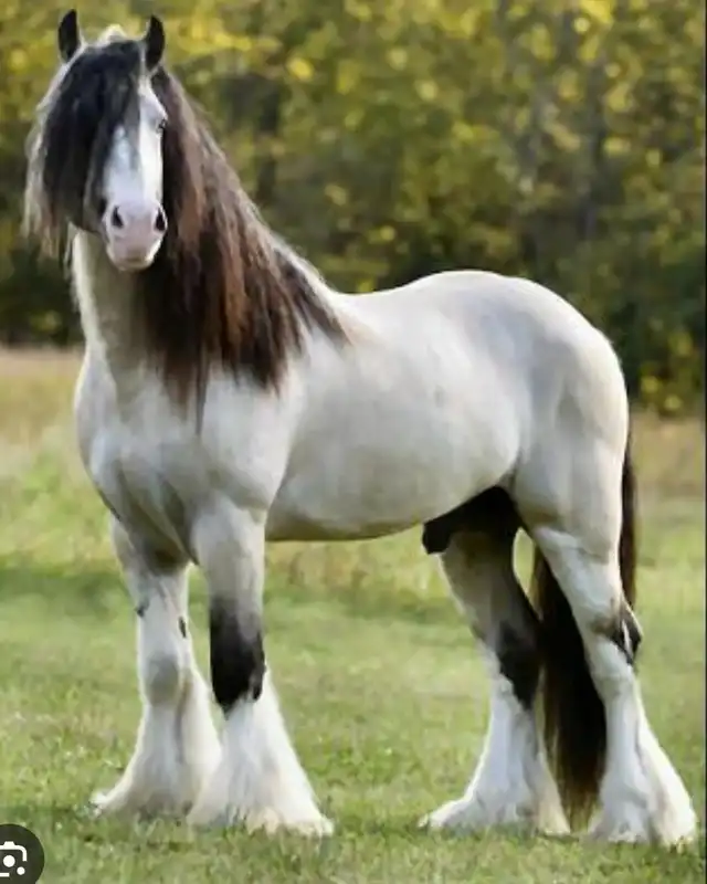 California Kid - The Traditional Cob Registry