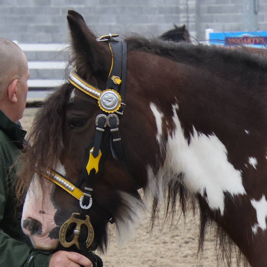 Demi - The Traditional Cob Registry