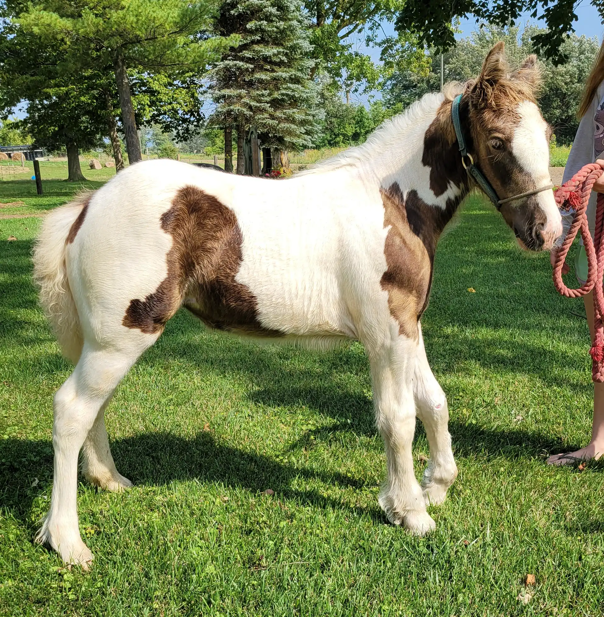 FTF The Crippled Cob - The Traditional Cob Registry