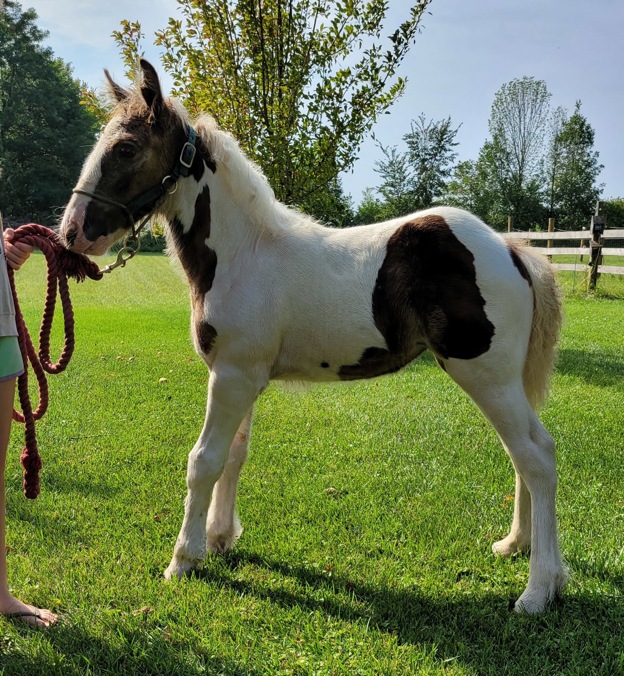 FTF The Crippled Cob - The Traditional Cob Registry