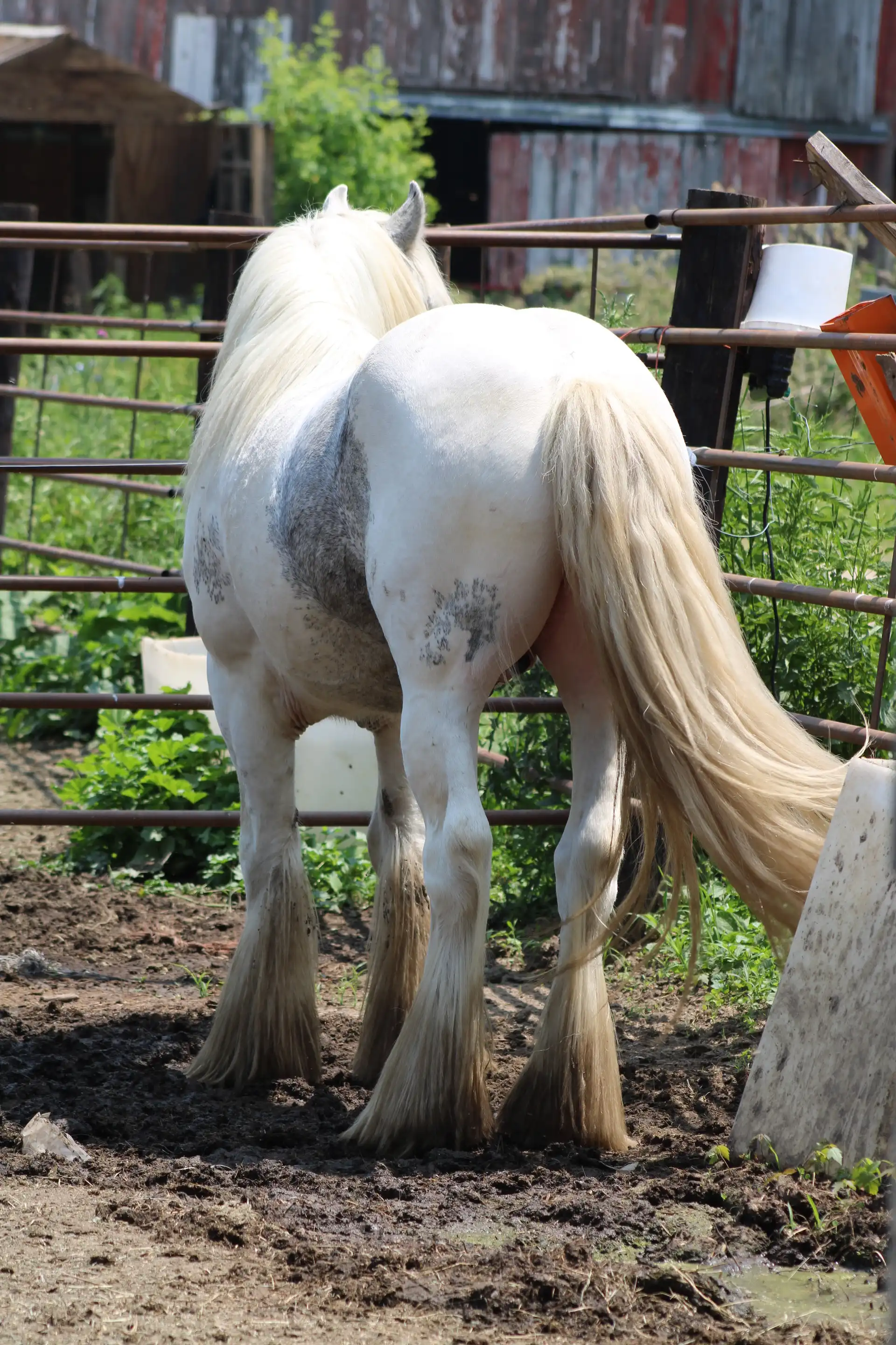 Prince Llyod - The Traditional Cob Registry