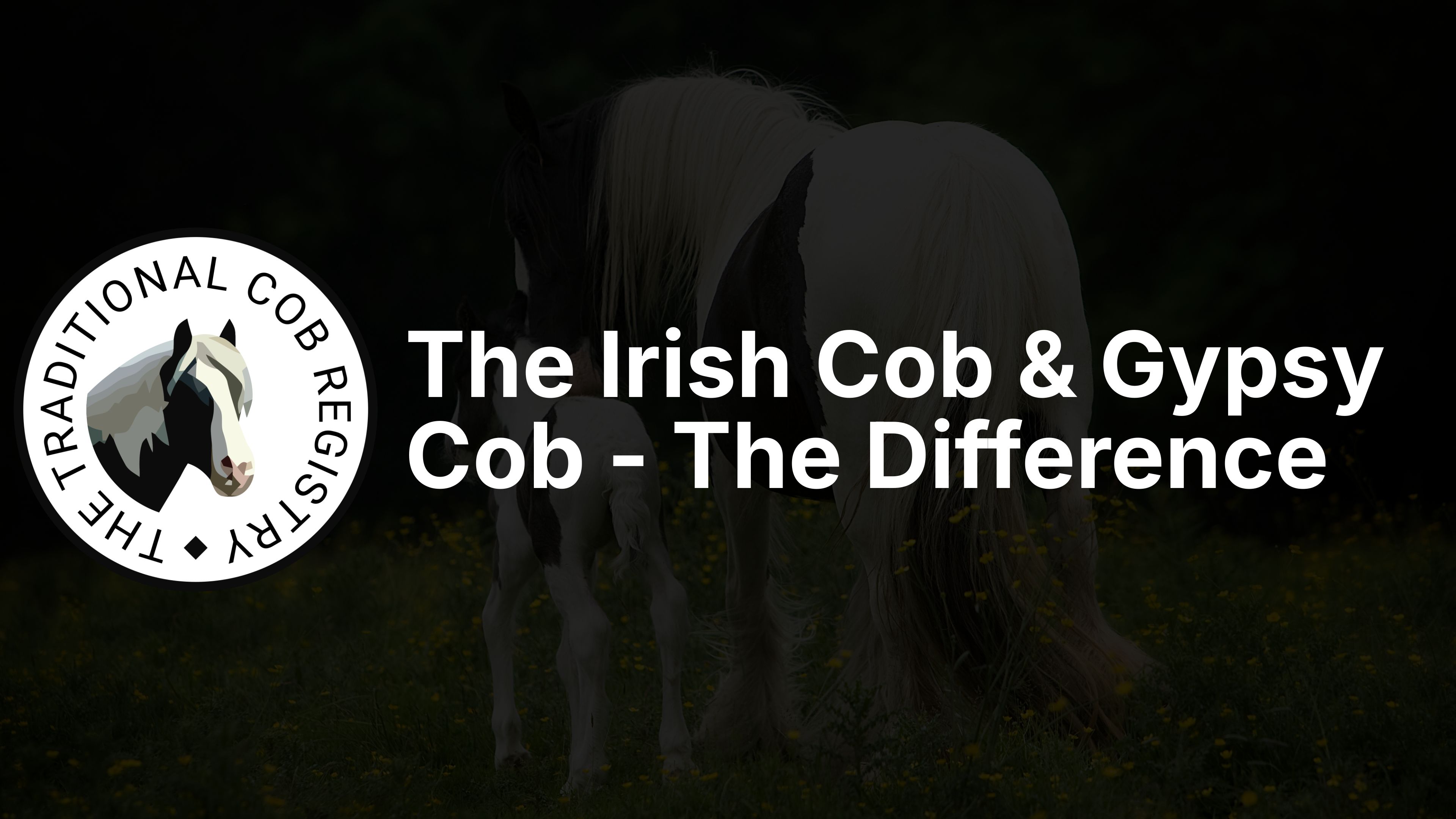 The Irish Cob & Gypsy Cob - The Difference - The Traditional Cob Registry