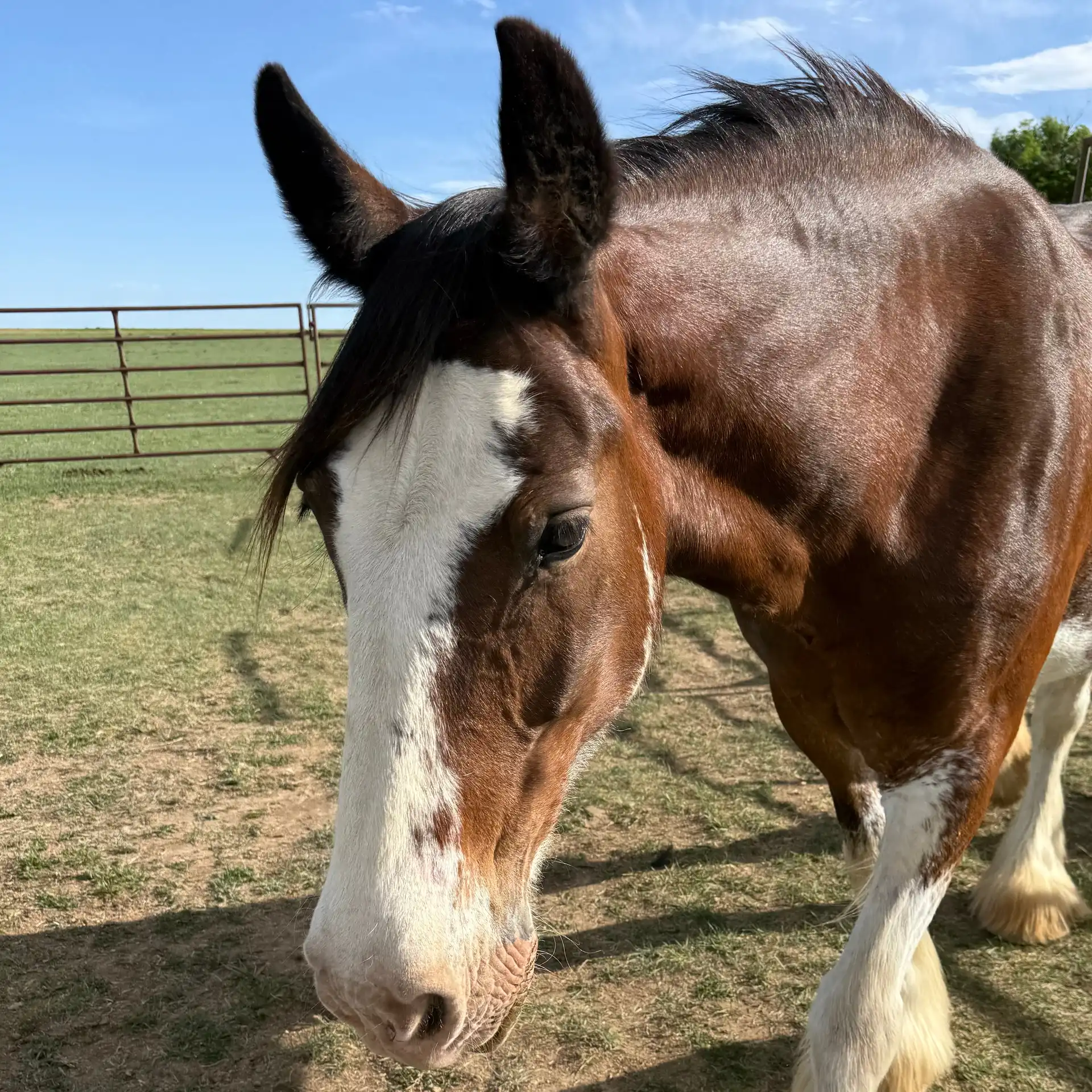 Belle' Faithful Grace - The Traditional Cob Registry