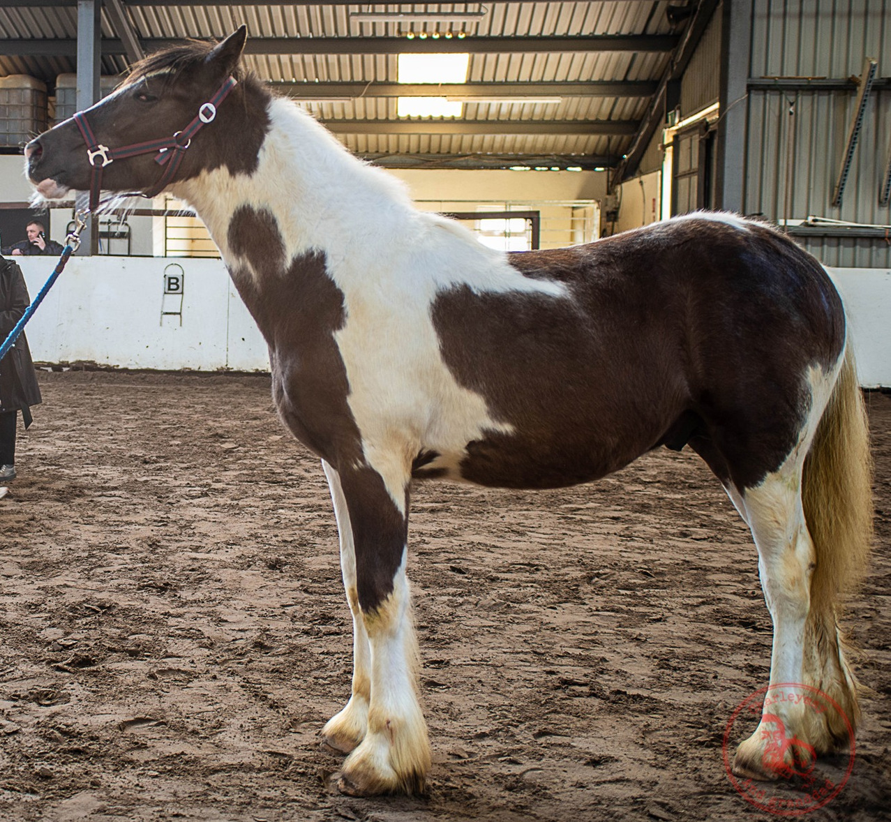Old Oak Geronimo - The Traditional Cob Registry