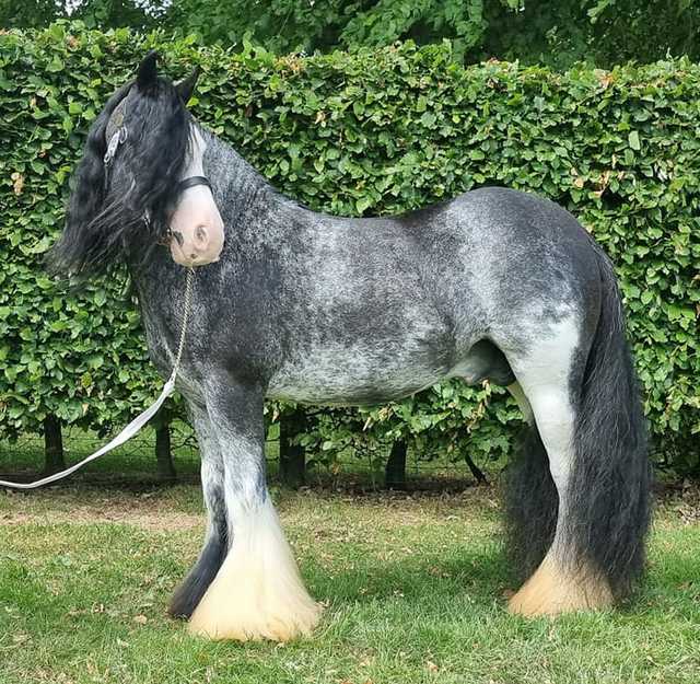 The Ace of Kings - The Traditional Cob Registry