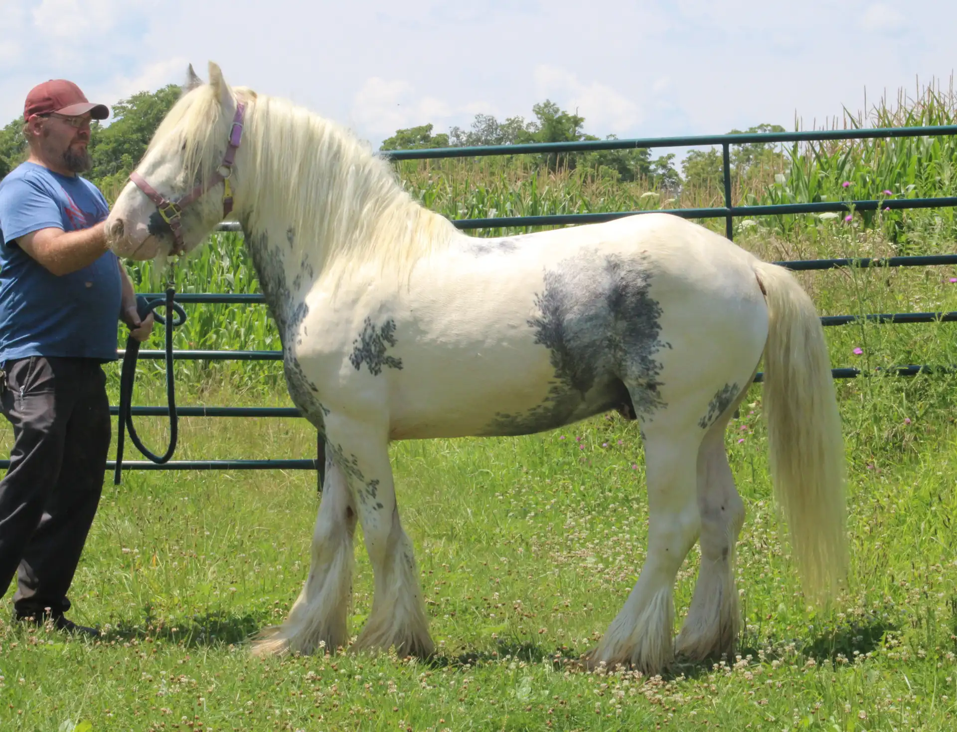 Prince Llyod - The Traditional Cob Registry